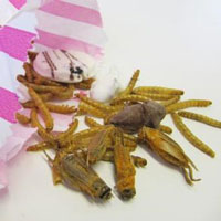Sick of Candy Floss? How About Some Chocolate Covered Larvae? | Tripbase